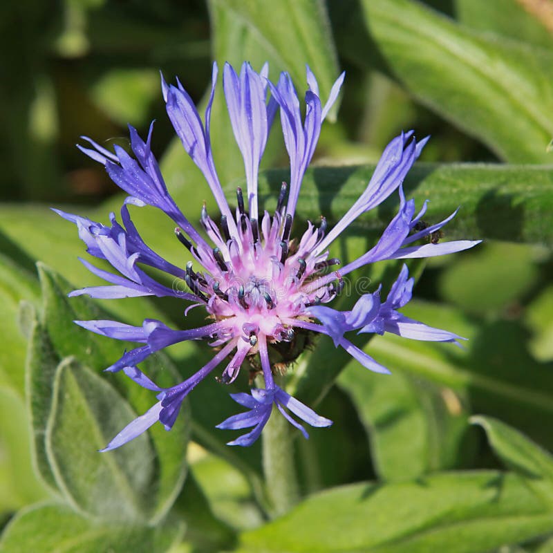 Blue Centaurea Dealbata Flower Stock Image - Image of plant, cornflower ...