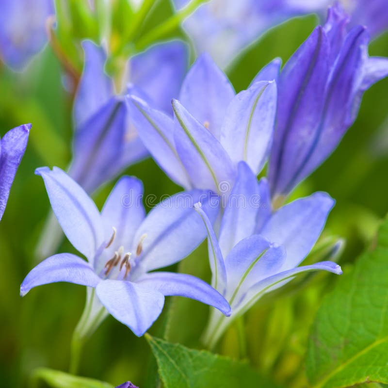 Close-up Blue Cornflower Tritium Bouquet Stock Photo - Image of nature ...