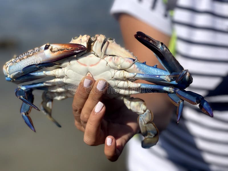Close-Up of a Blue Crab Held by Hand Stock Image - Image of held, crab ...