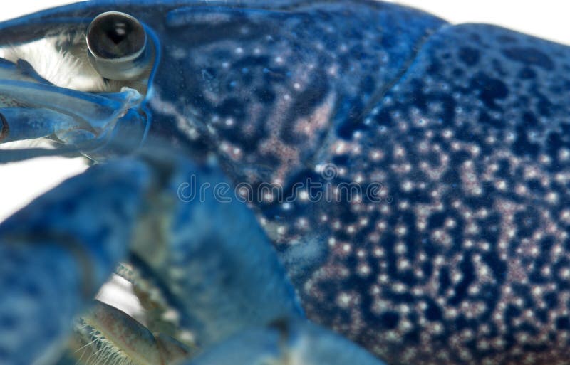 Close-up of Blue Crayfish Also Known As a Blue Florida Crayfish ...