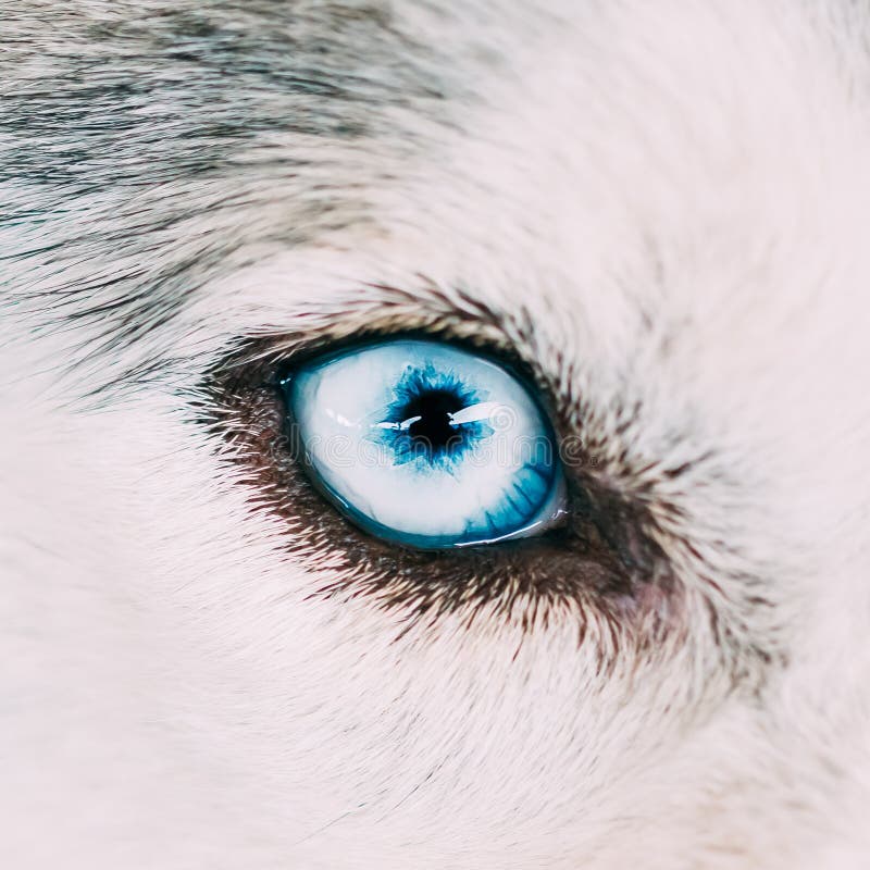 Close Up on Blue Eye of a Husky Puppy Dog Stock Image - Image of white ...