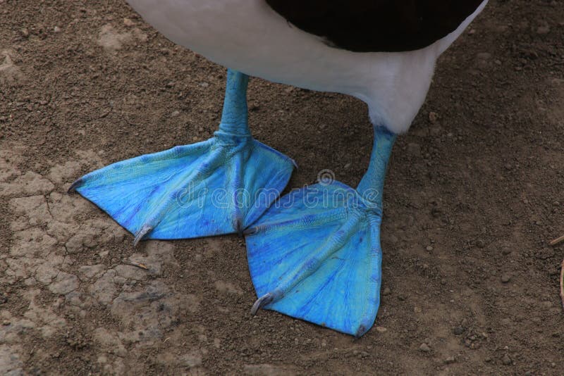 Big Blue Feet stock photo. Image of guano, blue, galapagos - 12265018
