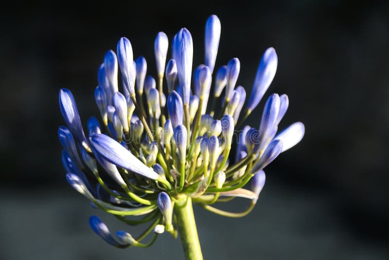 Amazing Australian Native Flowers Stock Image - Image of background ...