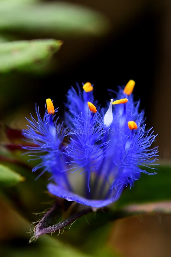 Close up of blue flower stock photo. Image of green - 170101190