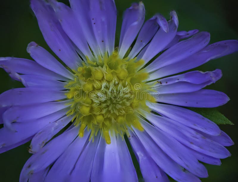 Close Up of a Blue Flower in a Garden Stock Image - Image of outdoor ...