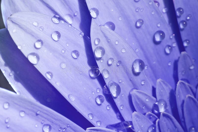 Close-up of a Blue Flower with Water Drops Stock Photo - Image of ...