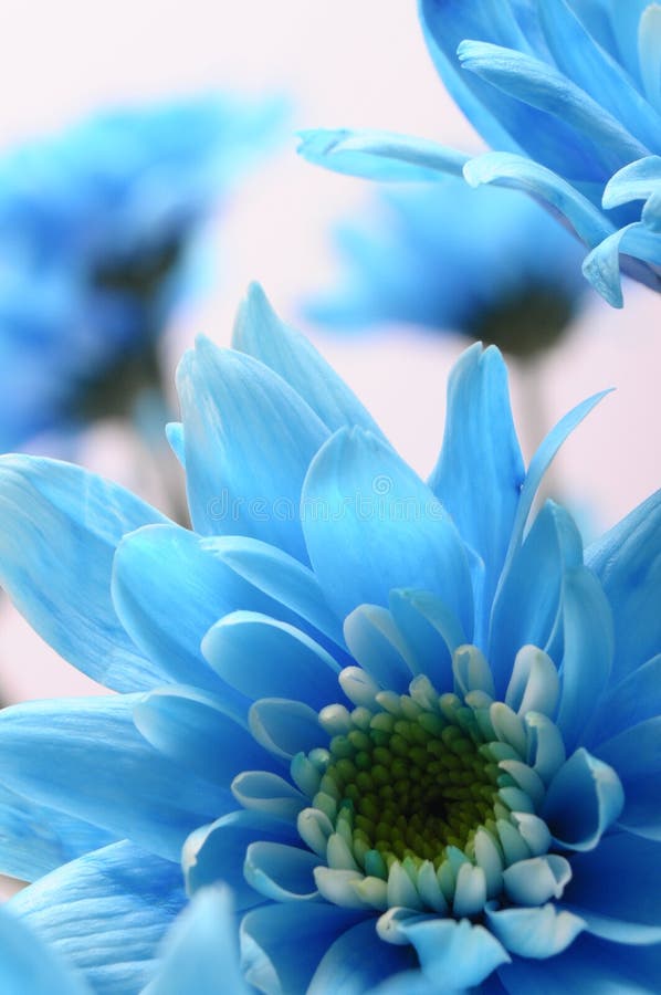 Close up of blue flowers stock photo. Image of macro - 27644586