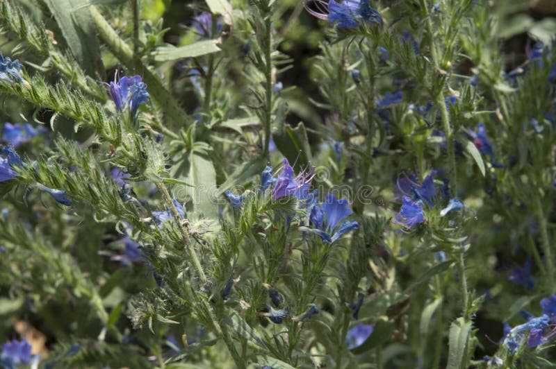 Close-up: Blue Flowers of Blueweed Stock Photo - Image of leaves ...