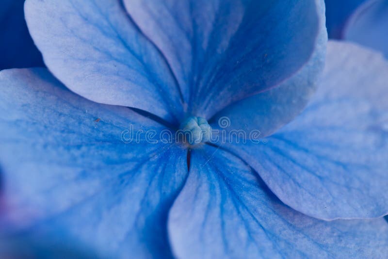 Close up of blue flowers stock photo. Image of flower - 35887144