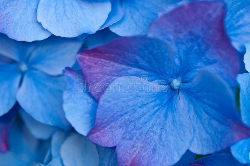 Close up of blue flowers stock image. Image of hydrangea - 35887347