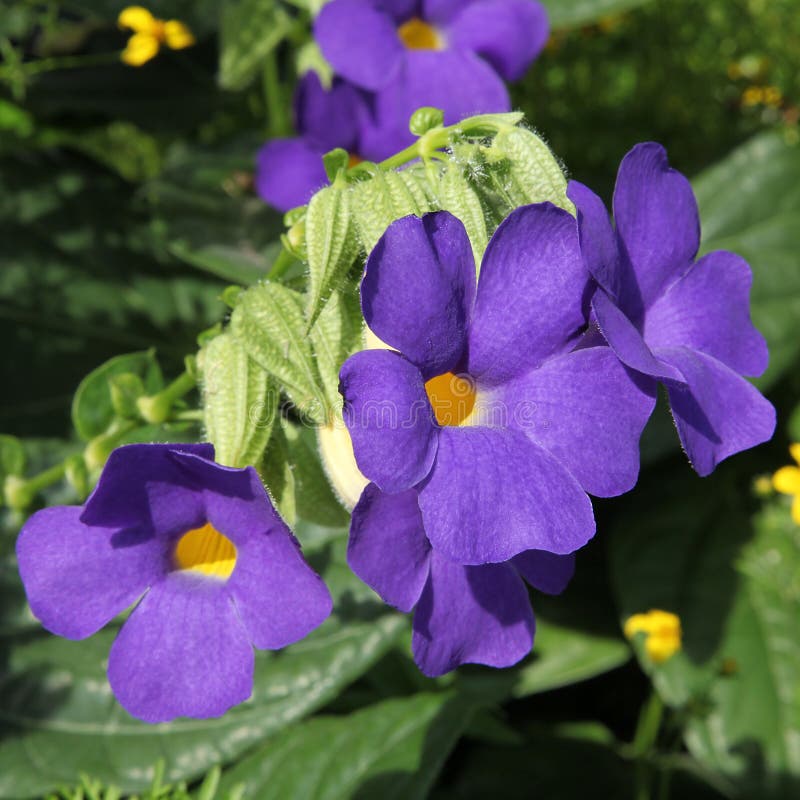 Thunbergie Erecta Stock Photos - Free & Royalty-Free Stock Photos from ...