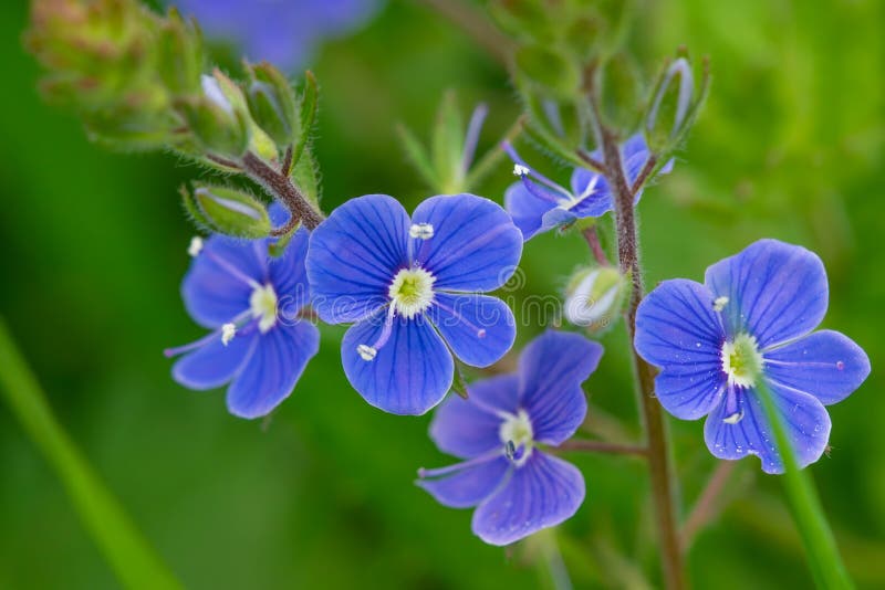 Close-up of Blue Flowers of Veronica Filiformis among the Grass. during ...