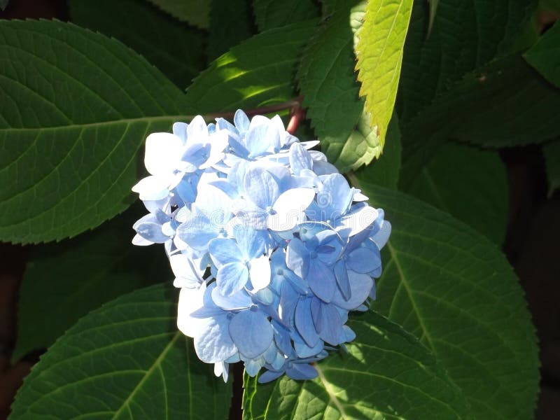 Close-up of blue flowers stock image. Image of growth - 376105735