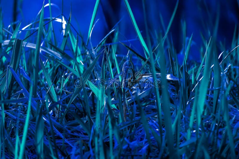 Close Up Blue Grass Texture Stock Photo - Image of dark, meadow: 166995910