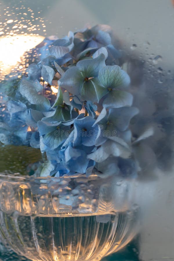 Close-up of Blue Hydrangea Behind Glass Covered with Drops Stock Image ...
