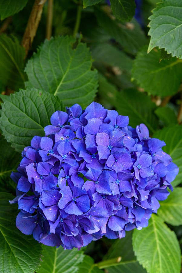Close Up of a Blue Hydrangea Bloom Growing in a Garden, Green Leaves in ...