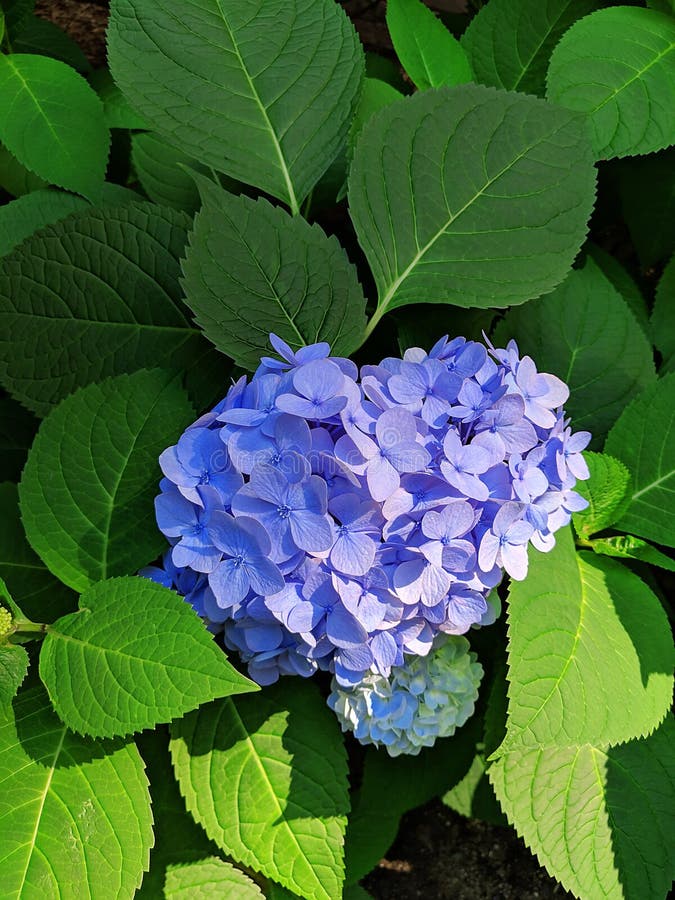 Close-up of Blue Hydrangea Flower Surrounded by Green Leaves. Flower in ...