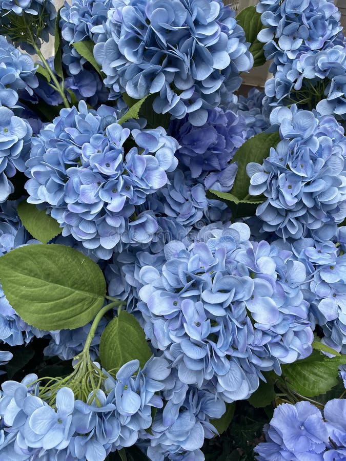 Close Up of Blue Hydrangeas Flowers Stock Image - Image of blue, beauty ...