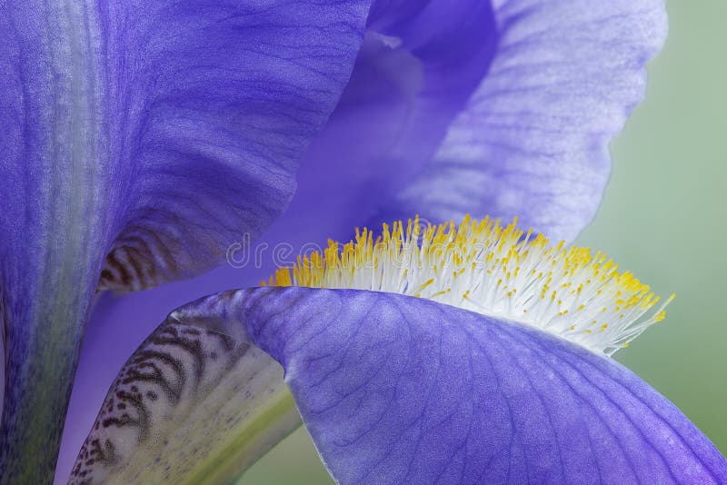 Close-up of a Blue Iris stock image. Image of petals - 176551735