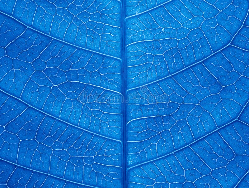 Close Up of a Blue Leaf Texture. Stock Photo - Image of abstract ...
