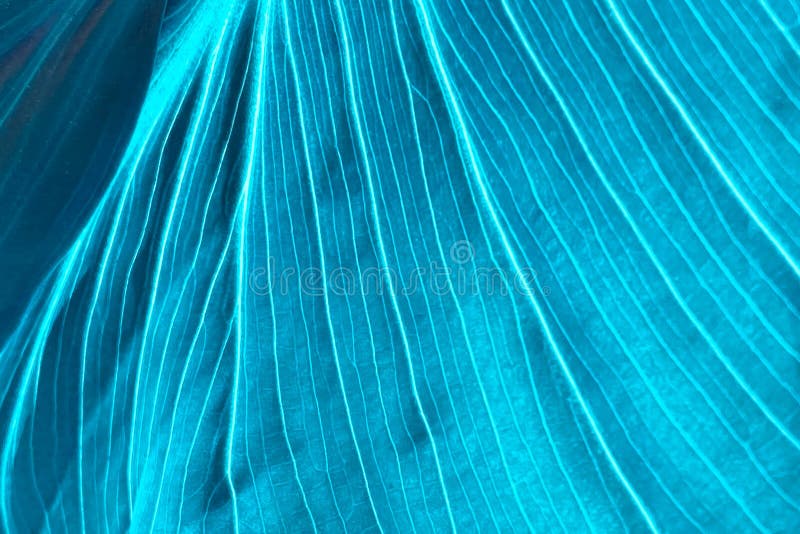 Close-up of a Blue Leaf with Blue Veins. Abstract Background. Stock ...