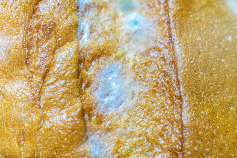 Mouldy Moldy Bread. Close-up Stock Photo - Image of closeup, mold ...