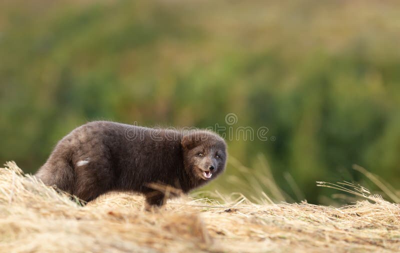 Close Up of a Blue Morph Arctic Fox Stock Photo - Image of grass ...