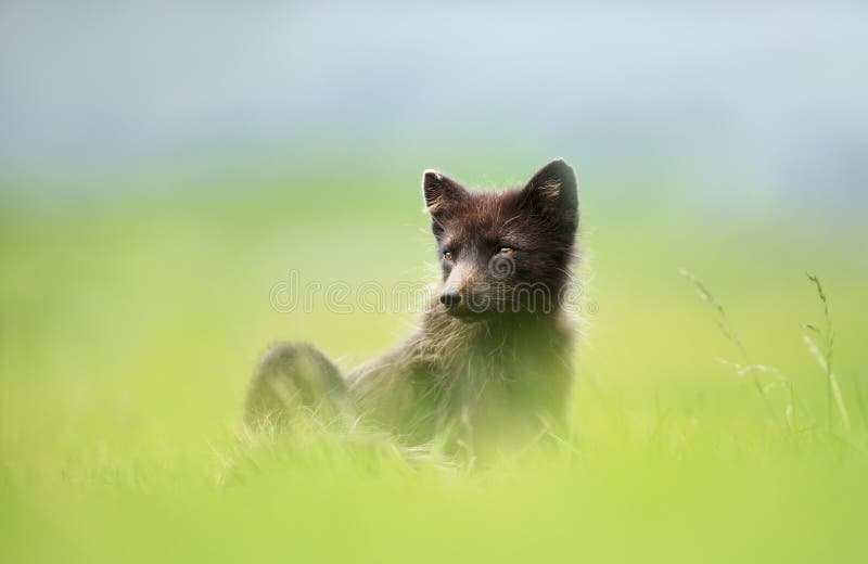 Close Up of Blue Morph Arctic Fox Lying in Meadow Stock Photo - Image ...
