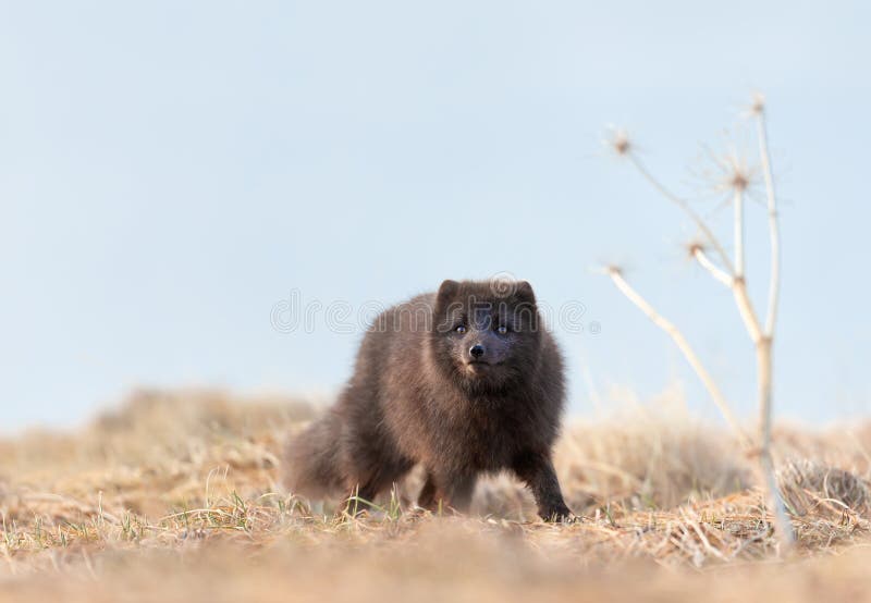 Arctic Fox Standing in the Snow Stock Photo - Image of habitat, animal ...