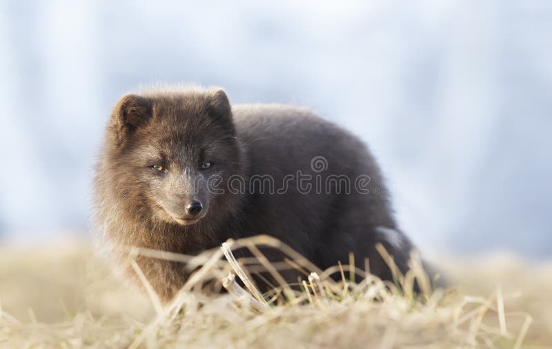 Close Up of a Blue Morph Arctic Fox Stock Photo - Image of coastal ...
