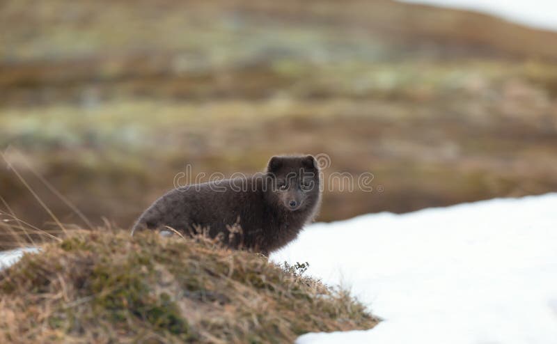 Close Up of a Blue Morph Arctic Fox in Winter Stock Photo - Image of ...