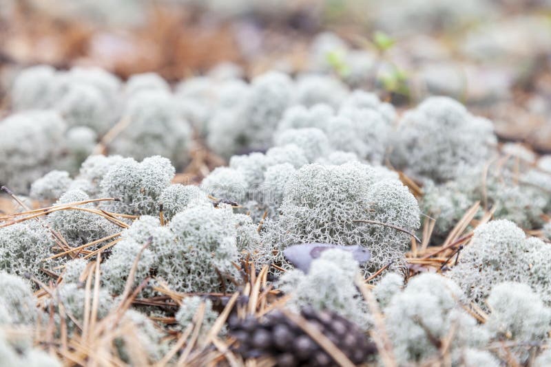 Close-up on Blue Moss on the Ground in the Forest among the Grass and ...