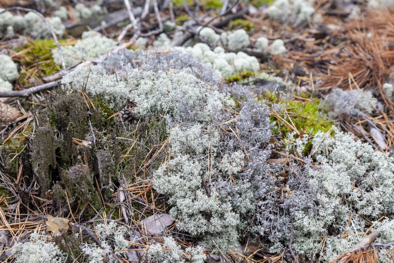 Close-up on Blue Moss on the Ground in the Forest among the Grass and ...
