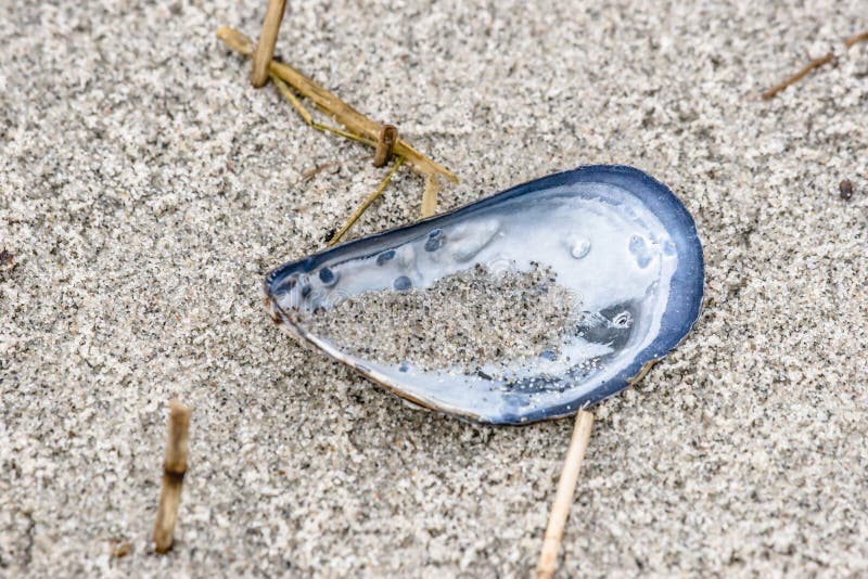Close-up of a Blue Mussel in the Sand Stock Image - Image of exotic ...