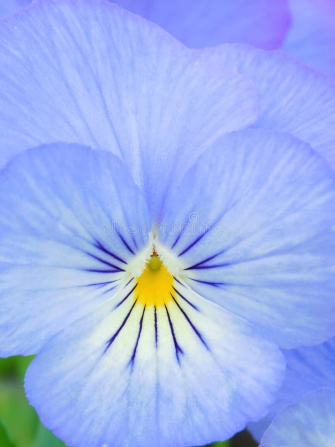 Close-up of a blue pansy stock image. Image of macro - 95017687
