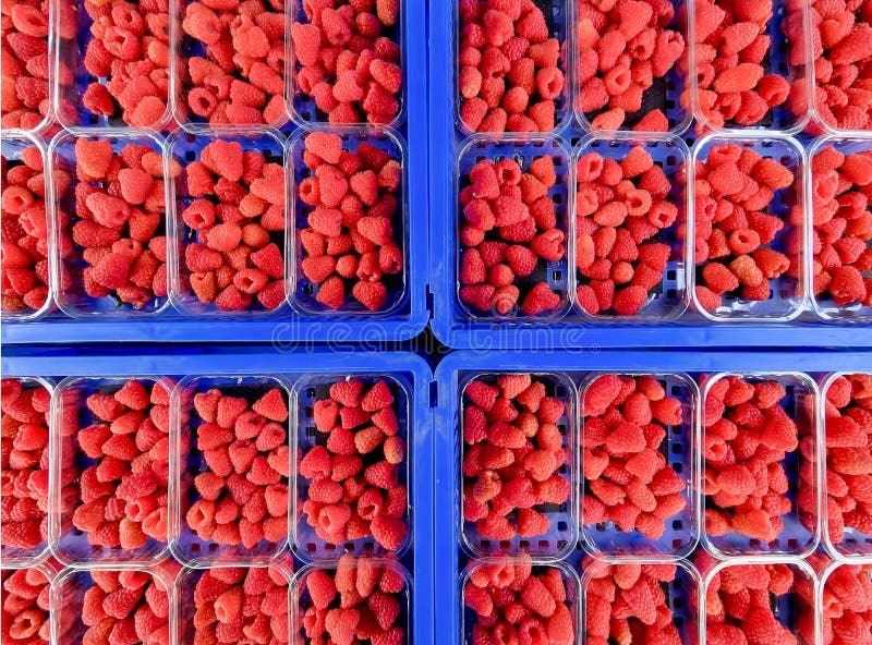Close-up of Blue Plastic Crates Stacked with Harvested Raspberries ...