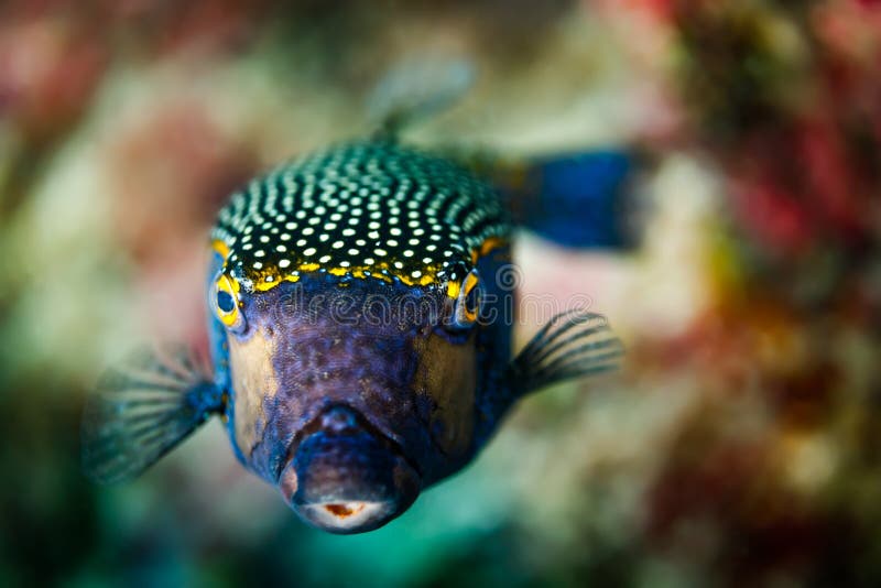 Close Up of Blue Spotted Puffer Fish Head Facing the Photographer Stock ...