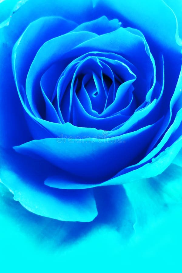 Blue rose stock image. Image of group, leaves, composition - 132697761