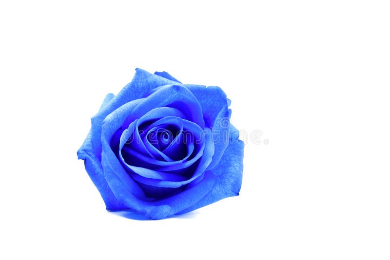 Close Up of Blue Rose on White Background. Blue Rose Isolated on White ...