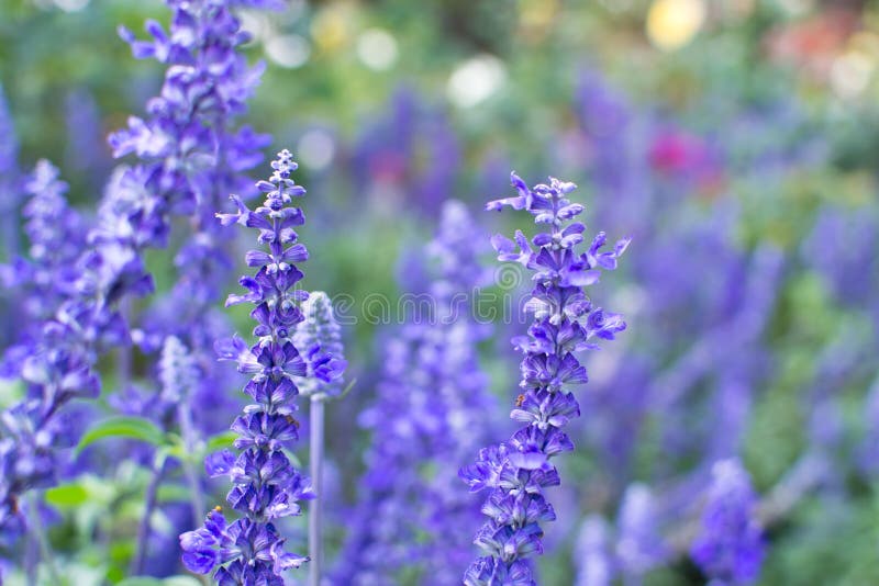 A Close-up of Blue Salvia Flower Stock Photo - Image of hill, summer ...