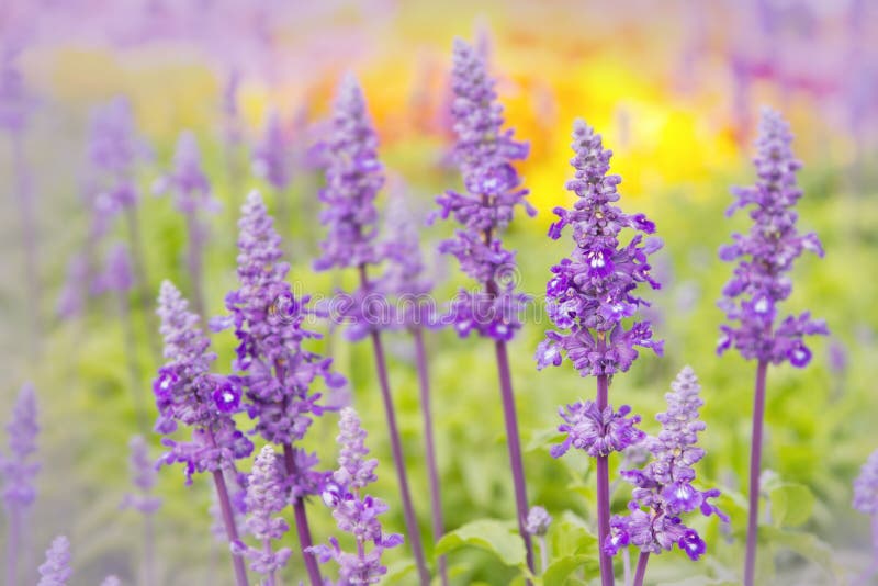 Close Up of Blue Salvia Flowers Stock Photo - Image of nature, medicine ...
