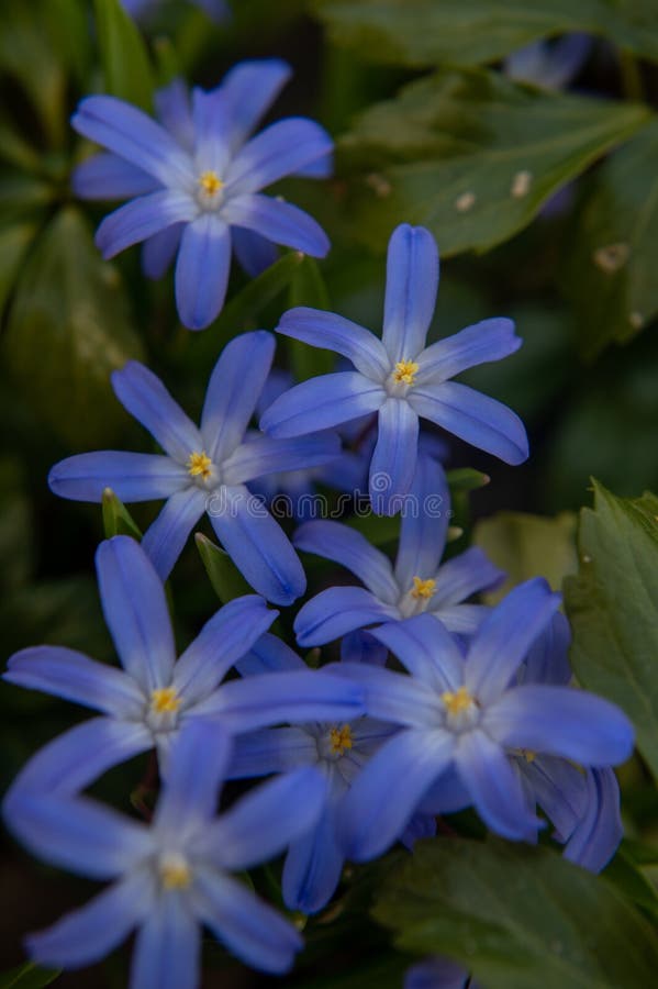 Blue spring flowers stock image. Image of purple, leaf - 274578727