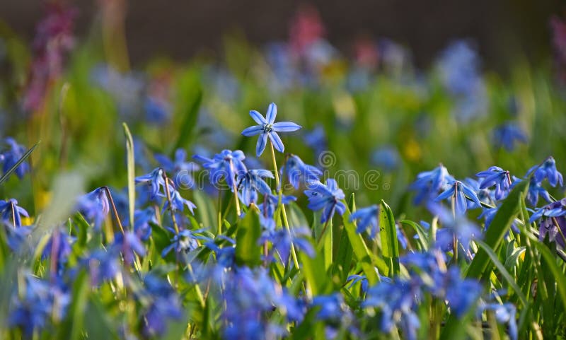 Close Up Blue Spring Scilla Flowers Stock Image - Image of flower, view ...