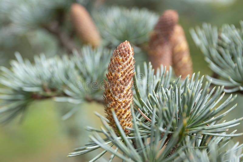 Close Up of Blue Spruce Cones on Tree Stock Image - Image of cone ...