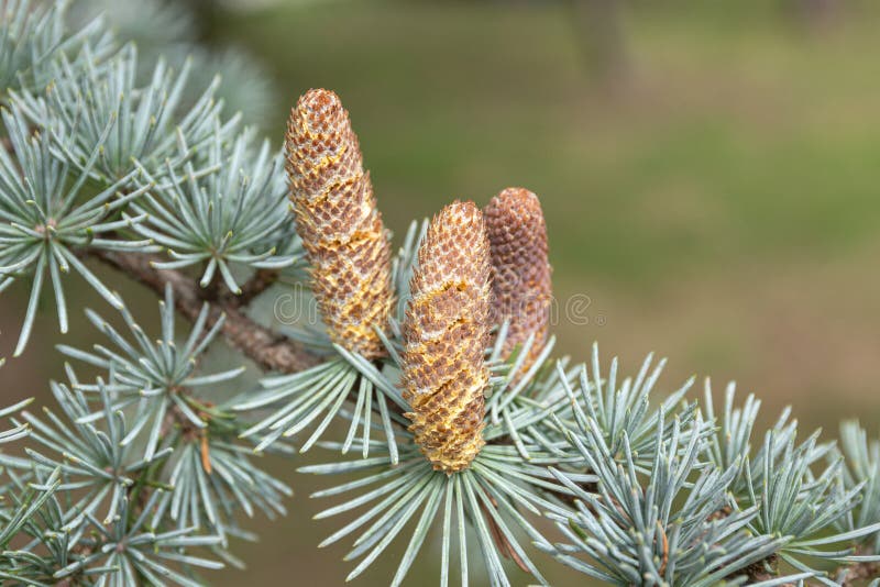 Close Up of Blue Spruce Cones on Tree Stock Image - Image of conifer ...