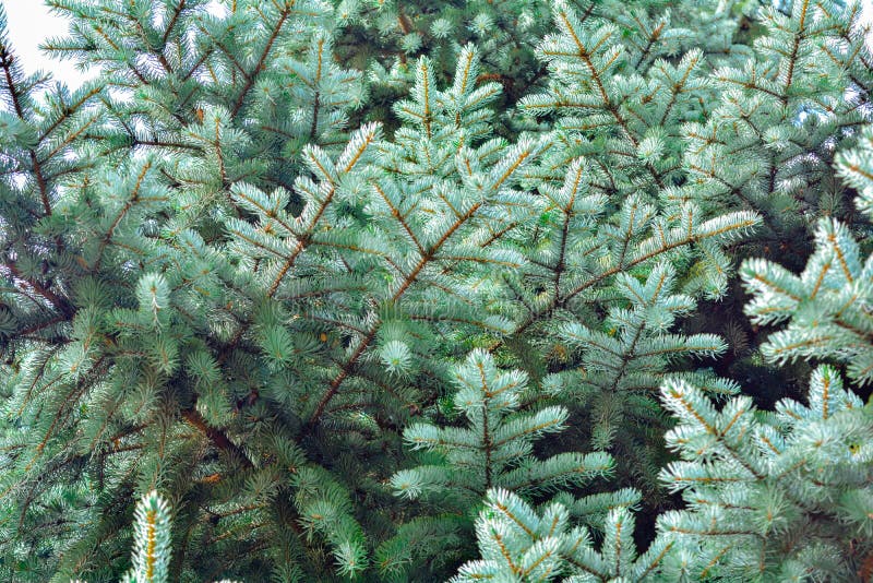 Blue Spruce Fir Tree Branches Stock Image - Image of leaf, decorative ...