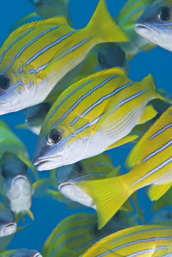 Close-up of a Blue-striped Snapper. Stock Photo - Image of marine ...