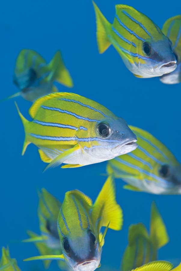 Close-up of a of Blue-striped Snapper. Stock Photo - Image of snapper ...