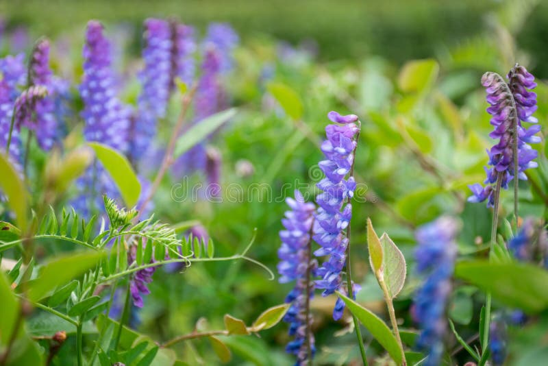 Close Up Blue-violet Flowers in Garden. Stock Photo - Image of ...