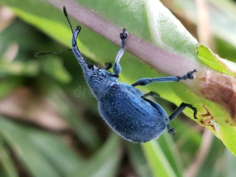 Blue Weevil Beetle on a Green Leaf Stock Photo - Image of closeup ...